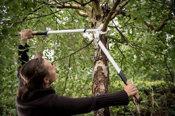 The Top Rated Tree Branch Cutters